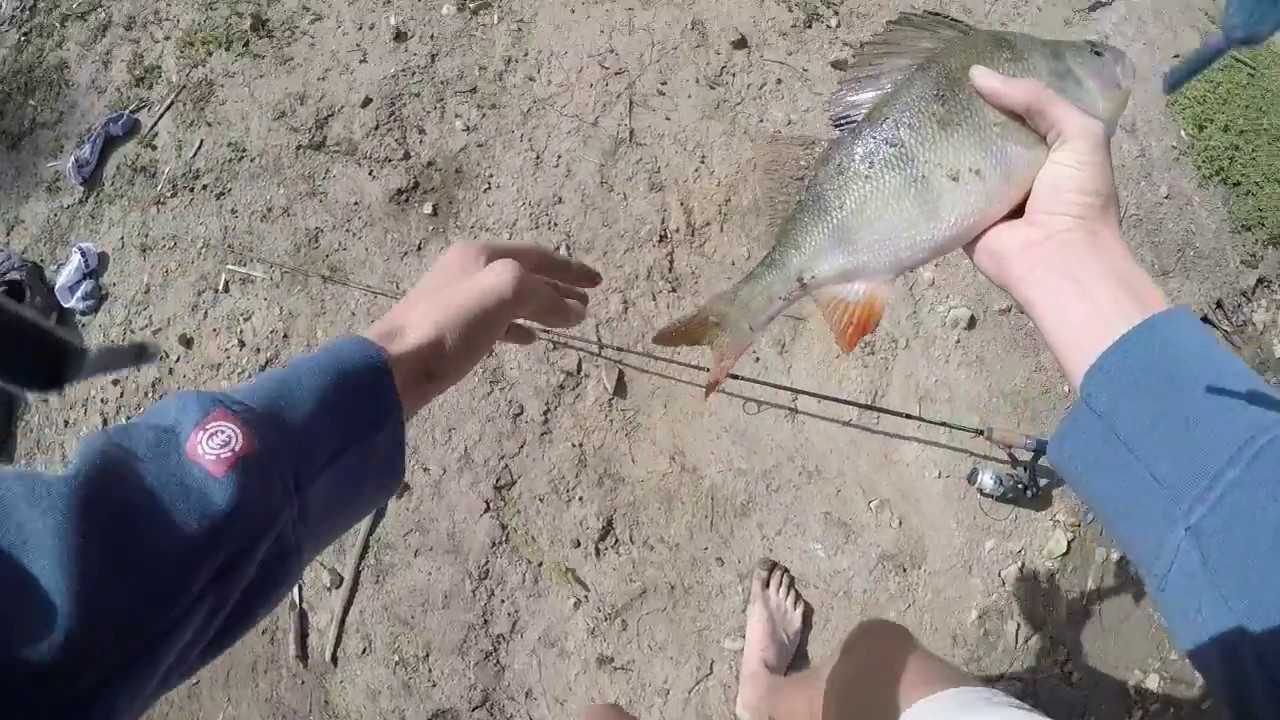 Fishing for big Redfin in the South Australia (Barossa valley), 4/08 ...