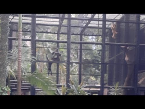 so many monkeys - YouTube