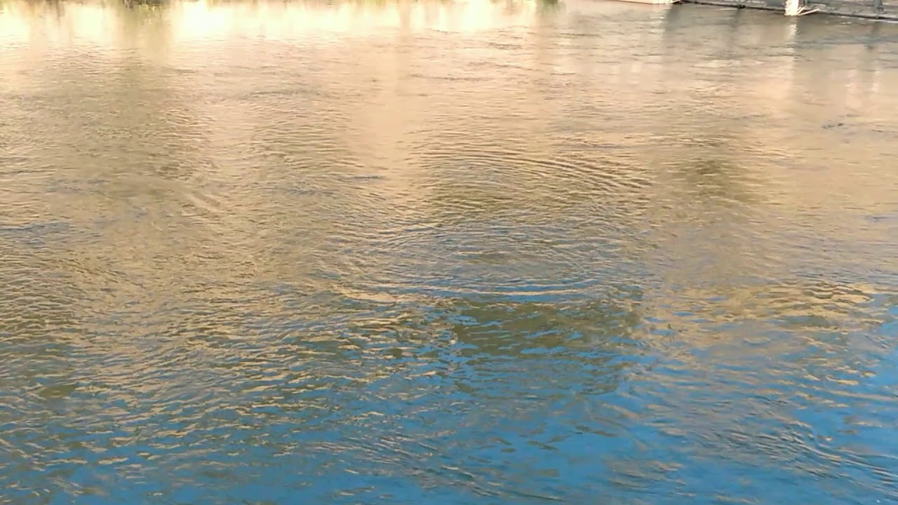 Salmon nimbus fish hatchery oct.19 .2020 - YouTube