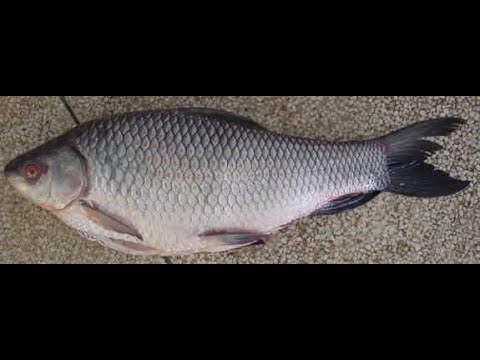 Rohu fish cutting in different ways / Rui / Roho labeo / Rohita ...