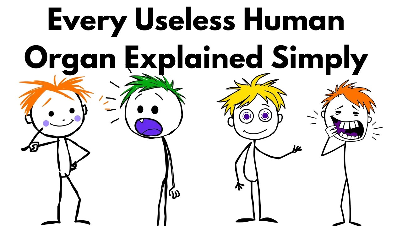 Every Useless Human Organ Explained Simply - YouTube