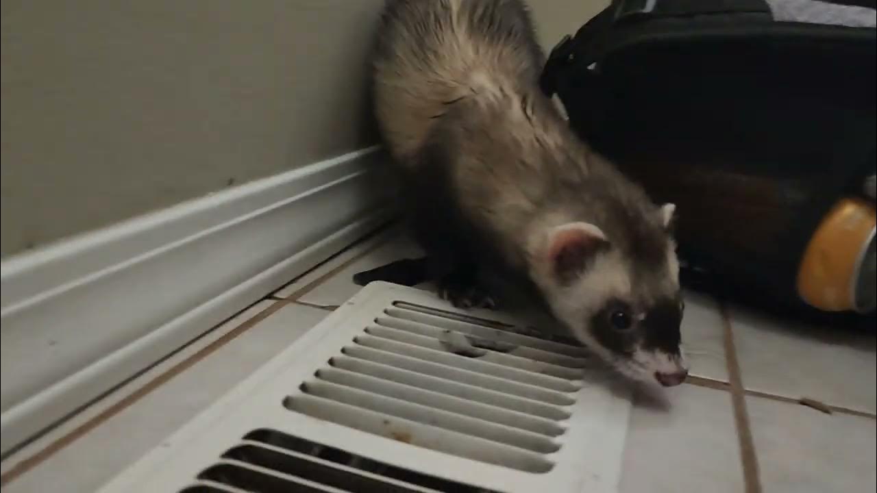 Mister Rocky loves to play with backpack and waterbottle. Ferret. YouTube. - YouTube
