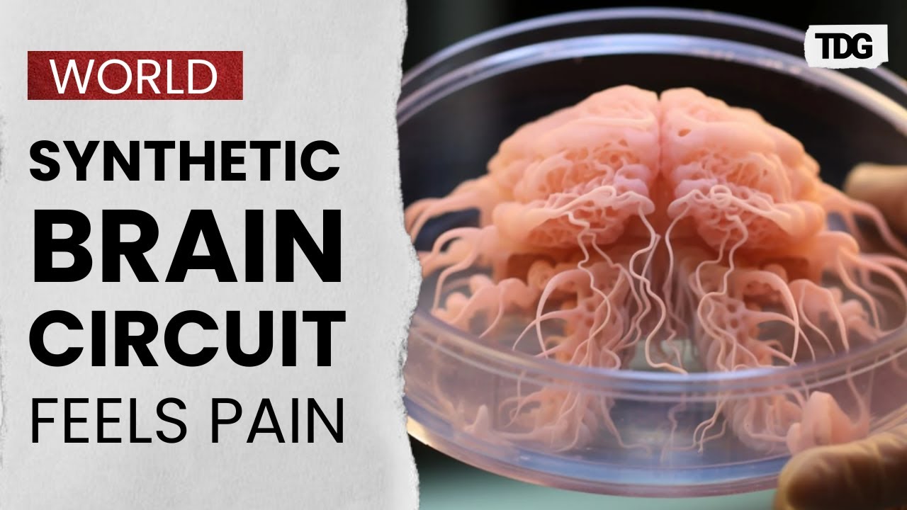 Scientists Build First-Ever Brain Circuit to Transmit Pain Sensation ...