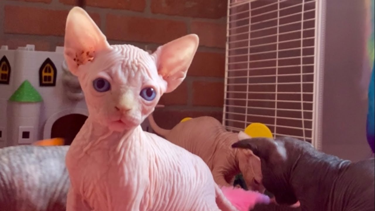 Friday Night Cat Fight: Cute Kitten Edition - YouTube