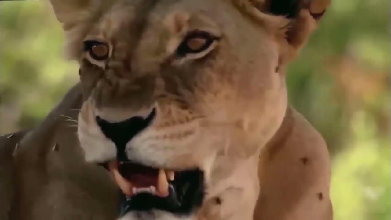 Unbelievable Lion's worst day When The King Falls!! Poor Lion Become ...