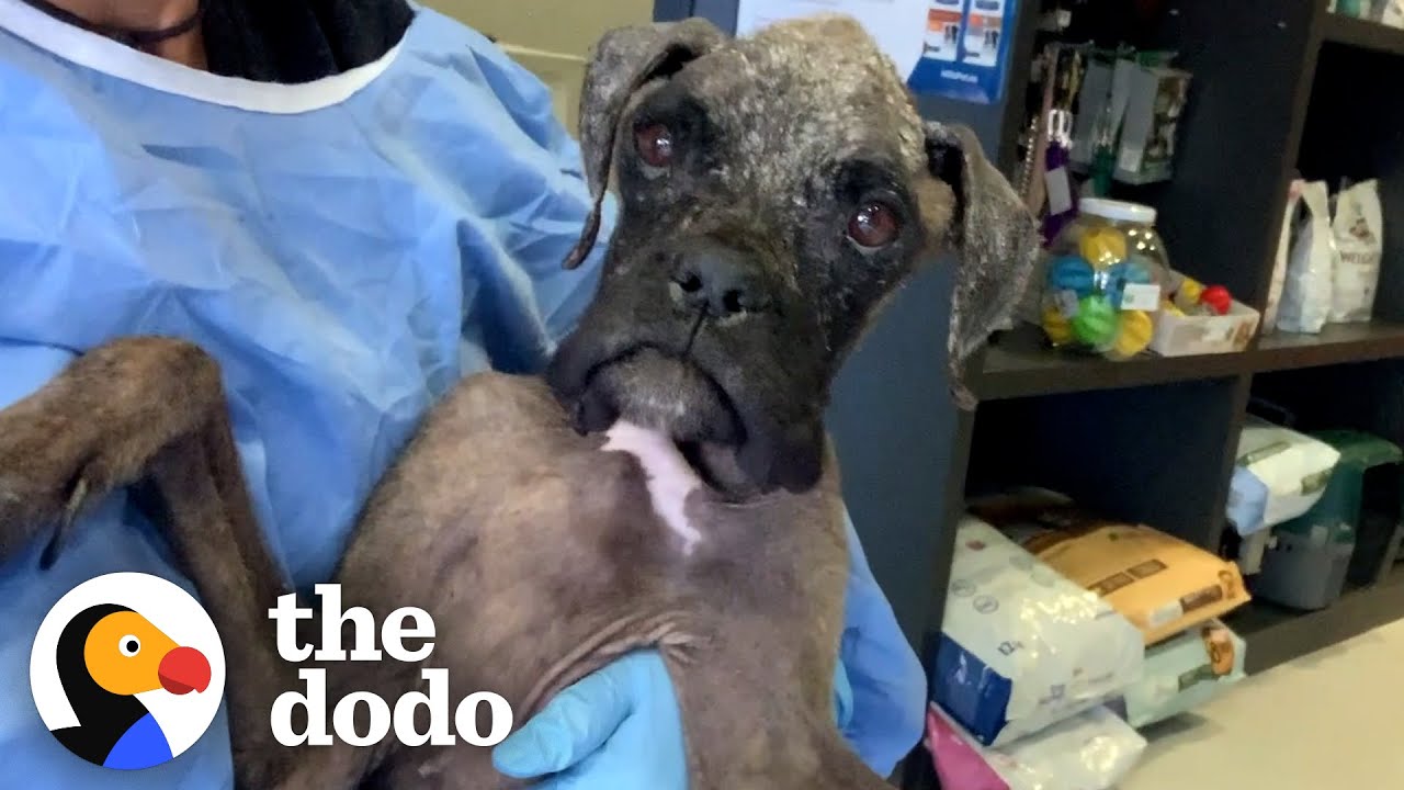 Dog Had Been Through So Much, People Couldn’t Tell Her Breed | The Dodo ...