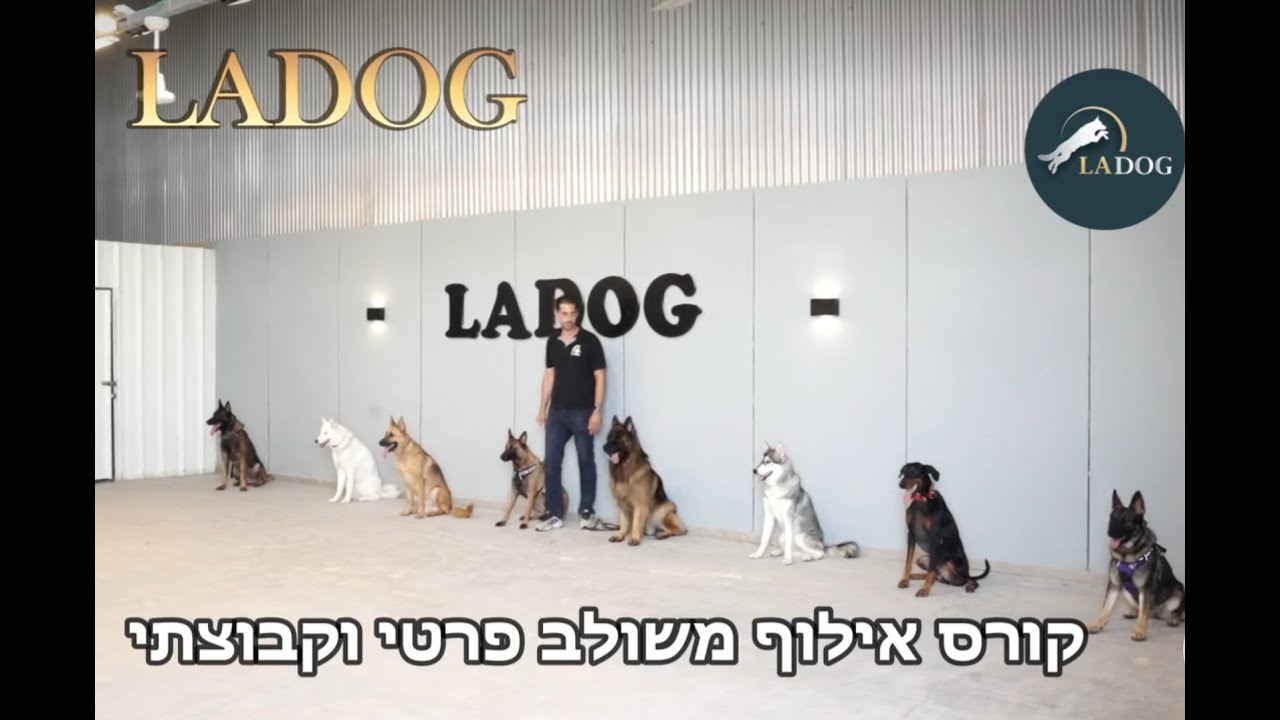 קורס אילוף כלבים משולב פרטי וקבוצתי למשמעת - LADOG - YouTube