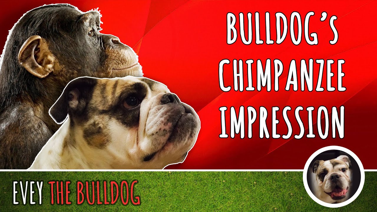 Crazy Bulldog's Chimpanzee Impression - FUNNY - YouTube