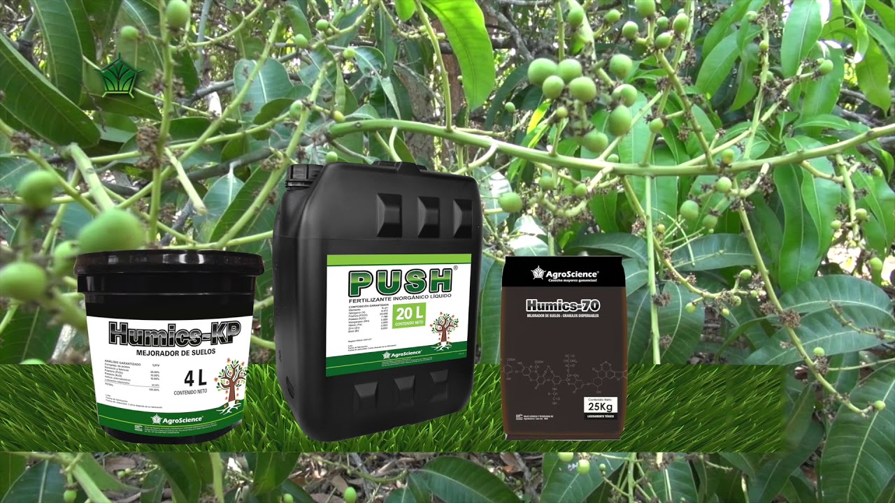 AgroScience | Nutrición para Mango - YouTube