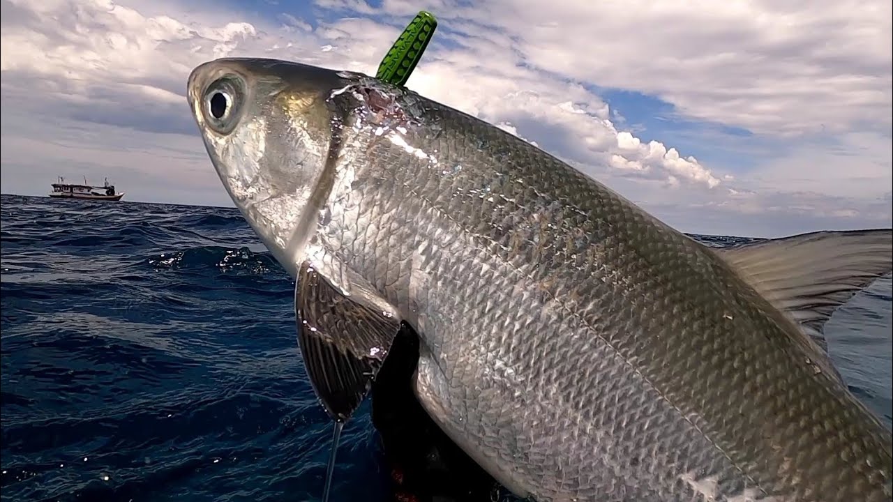 Power Ikan Bandeng Laut | spearfishing indonesia - YouTube