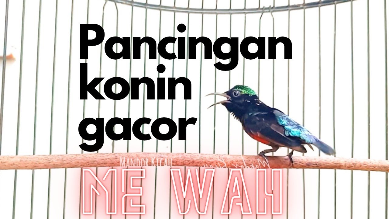 KONIN GACOR masteran burung kolibri ninja materi tembakan mewah #konin ...
