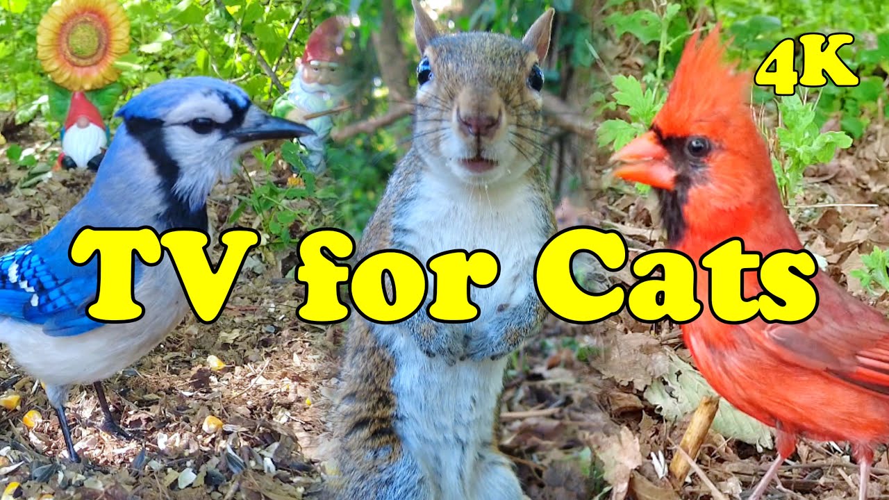 TV for Cats & Dogs ｜Funny Squirrels & Birds for Cats to Watch｜Relax ...