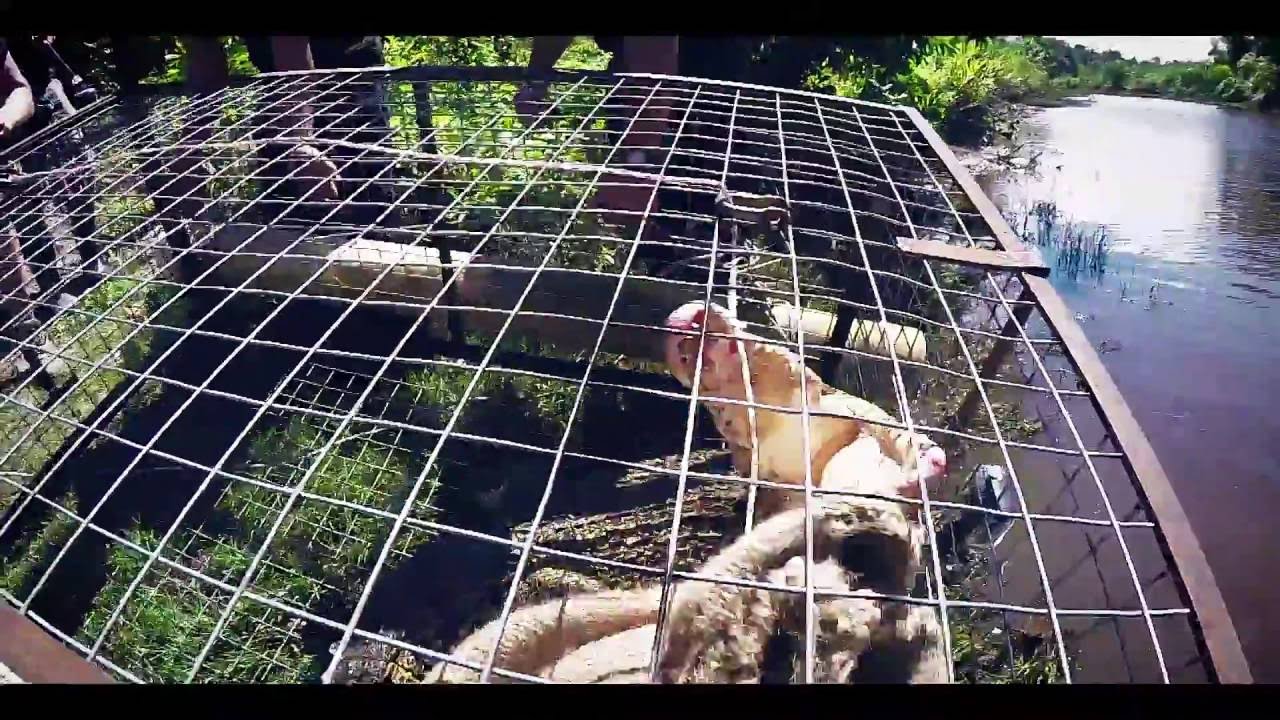 Wildlife Rescue Unit - Crocodiles - YouTube