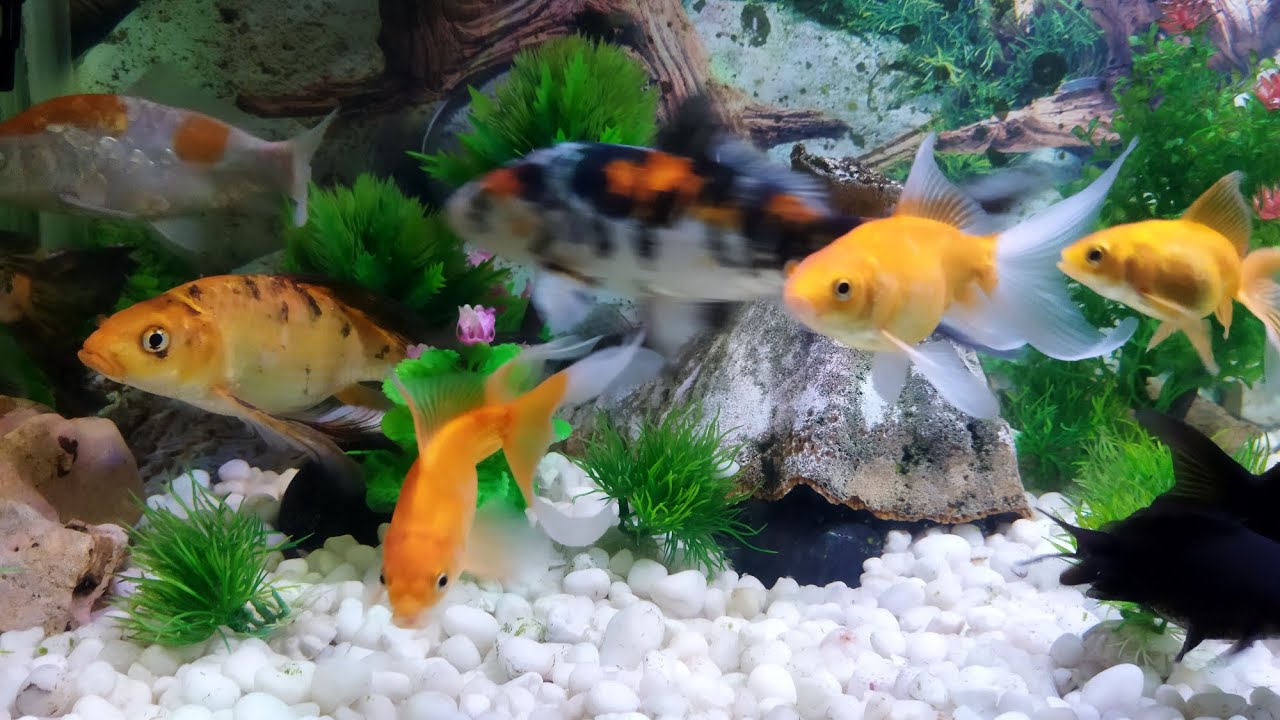 Tank Fish - YouTube