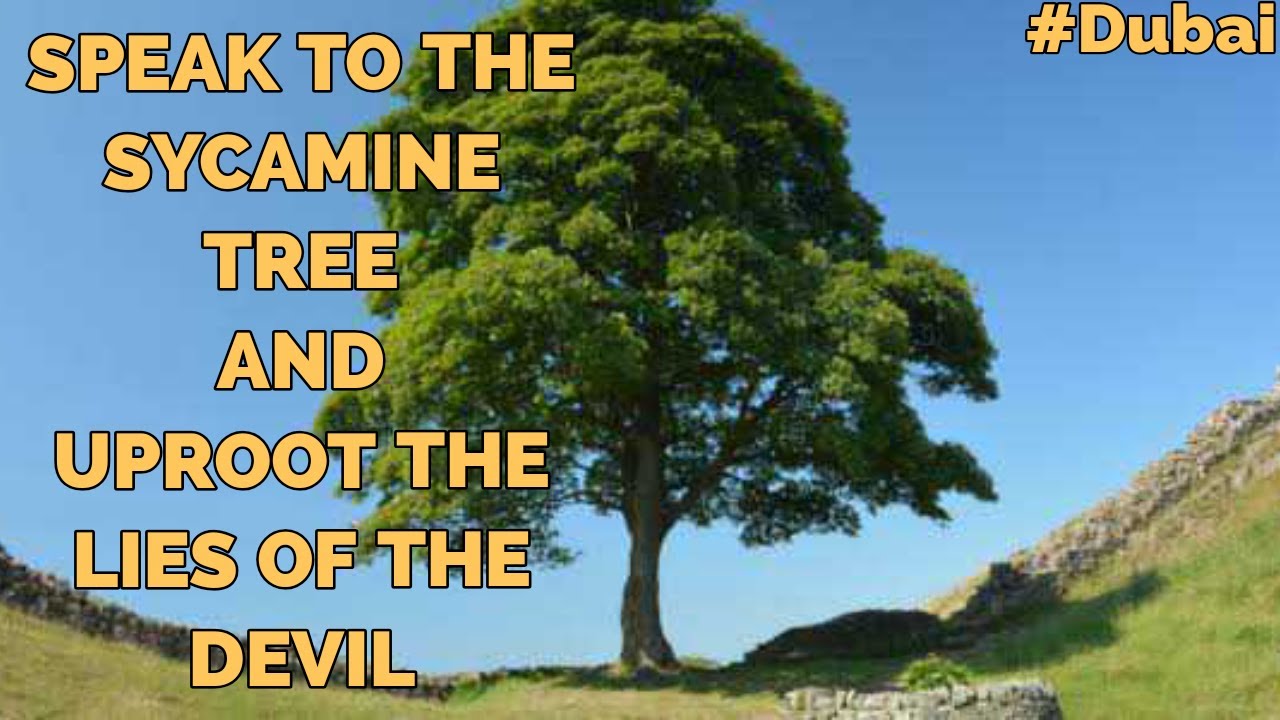 Speak To The Sycamine Tree & Uproot The Lies Of The Devil, Part 1 ...
