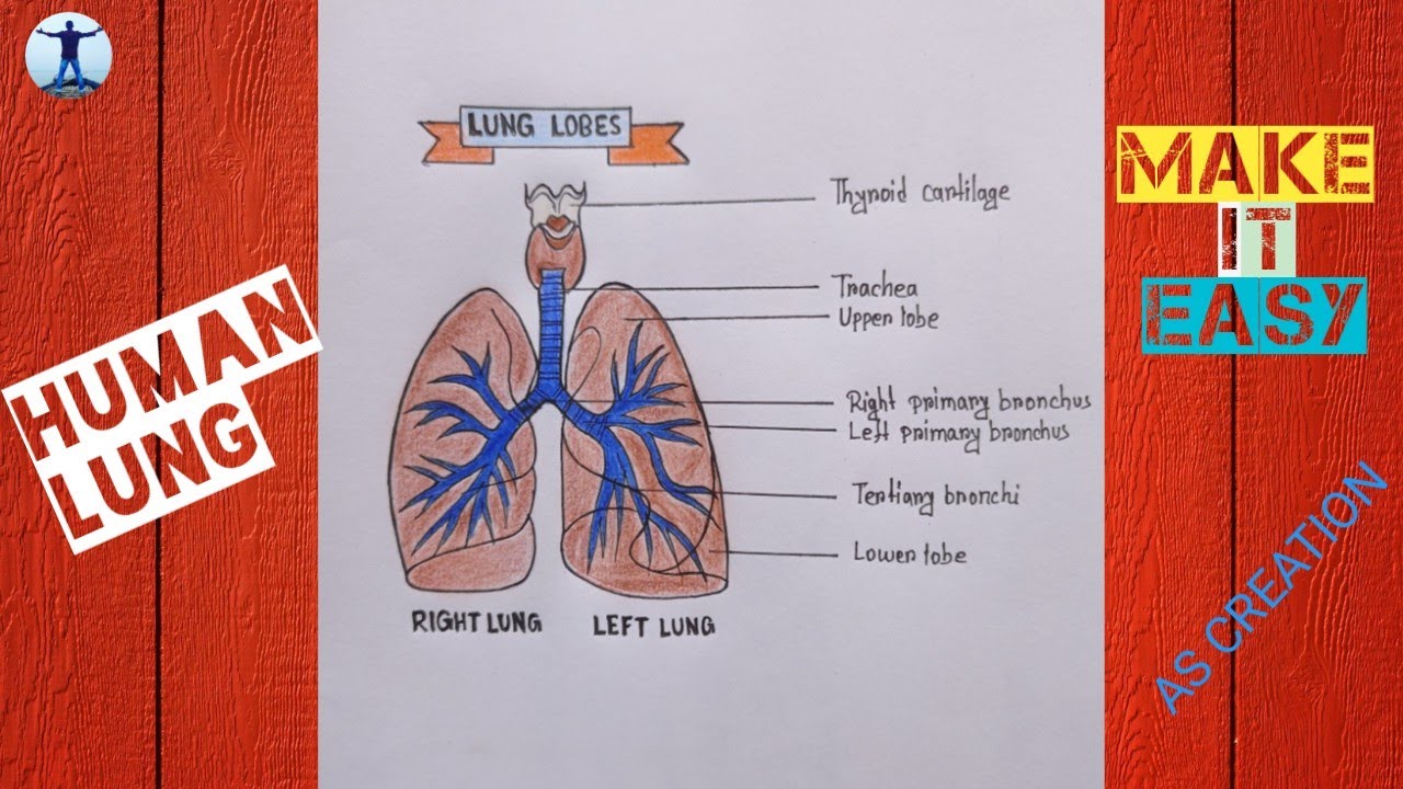 Human Lungs Drawing// how to draw Lungs //Lungs Draw step by step ...