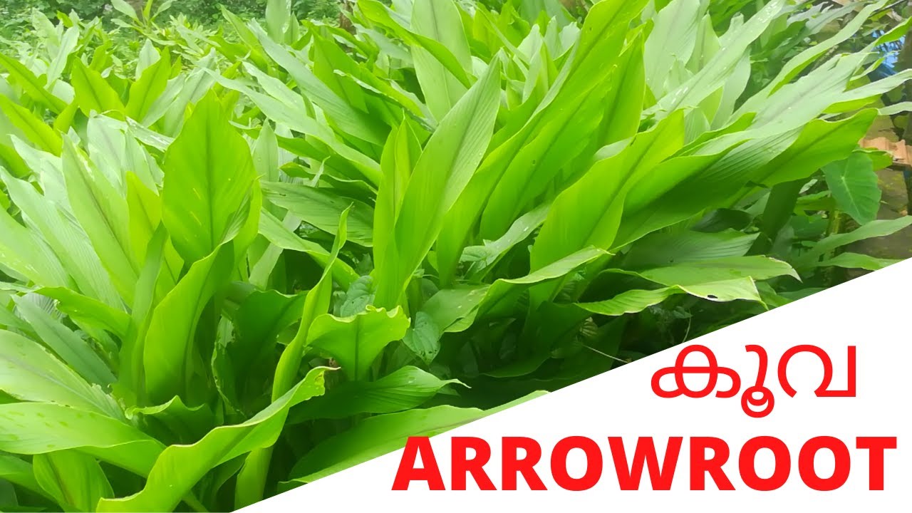Koova/ കൂവ കൃഷിയും കൂവപ്പൊടിയുടെ ഉപയോഗങ്ങളും |Arrowroot Farming And Benefits. - YouTube