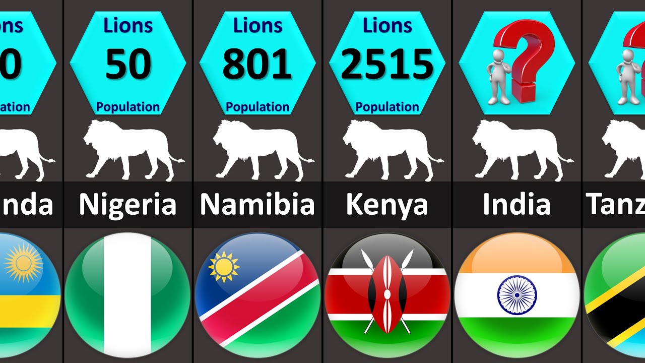 Most Lion Population by Country 2022 - YouTube