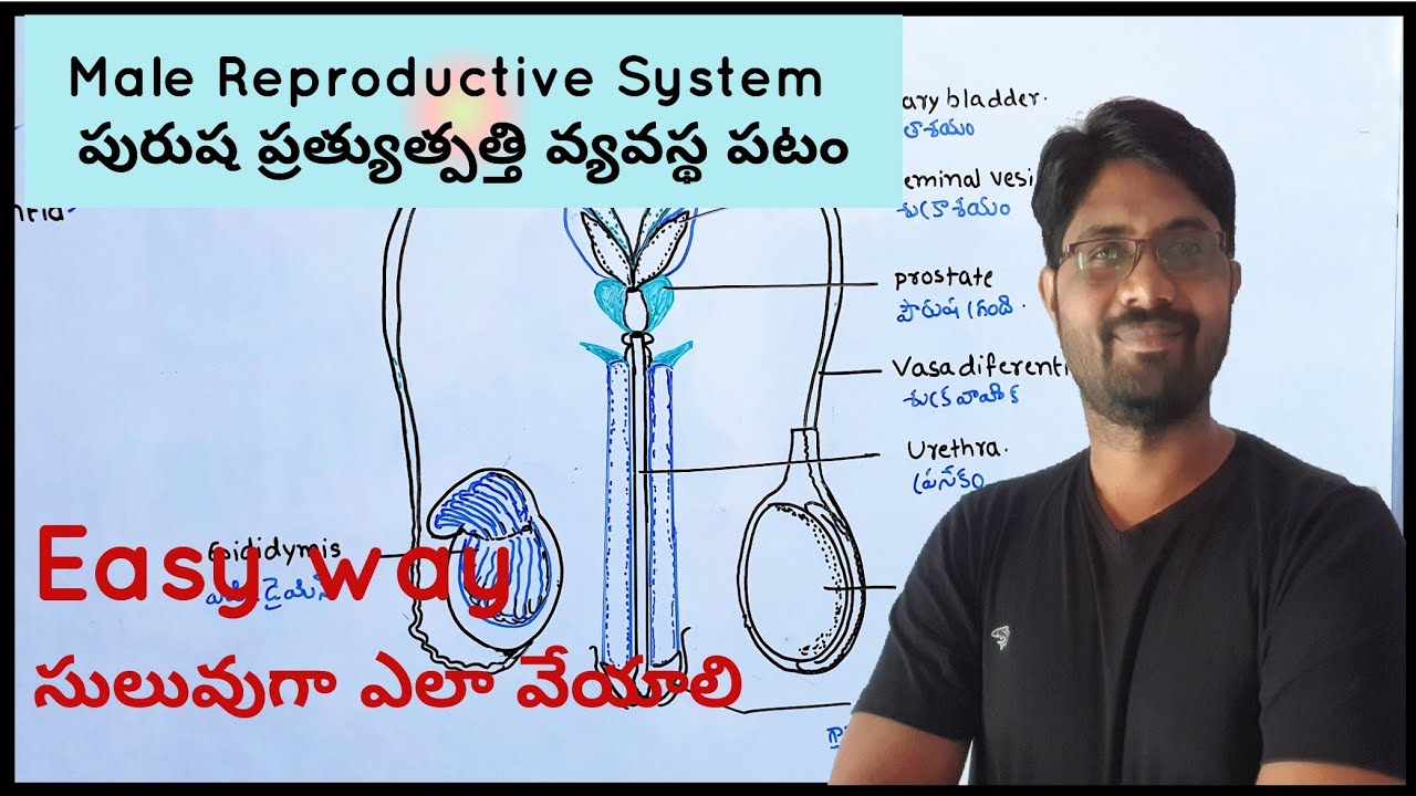 How to Draw Male Reproductive System in Easy way | పురుష ప్రత్యుత్పత్తి ...