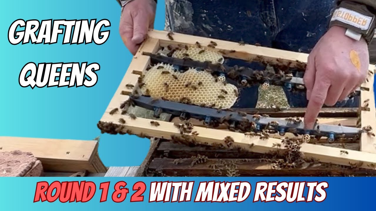 Queen Grafting - Early Results Were Mixed - YouTube