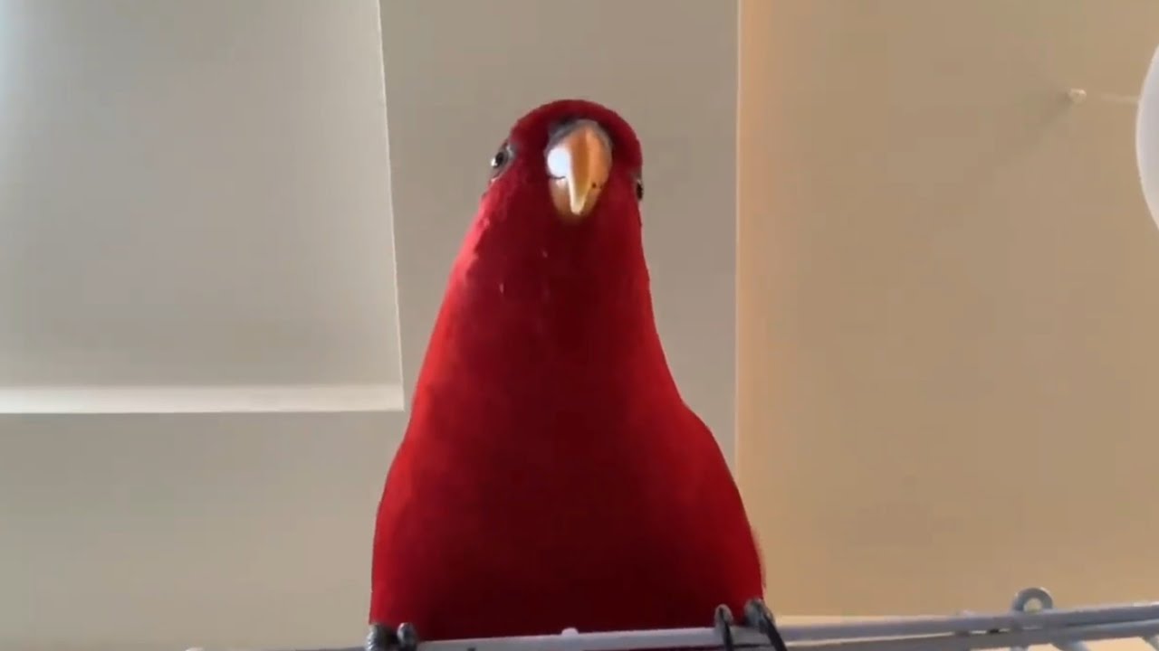 How it feels for Red Birb Gumi to chew Five Gum - YouTube
