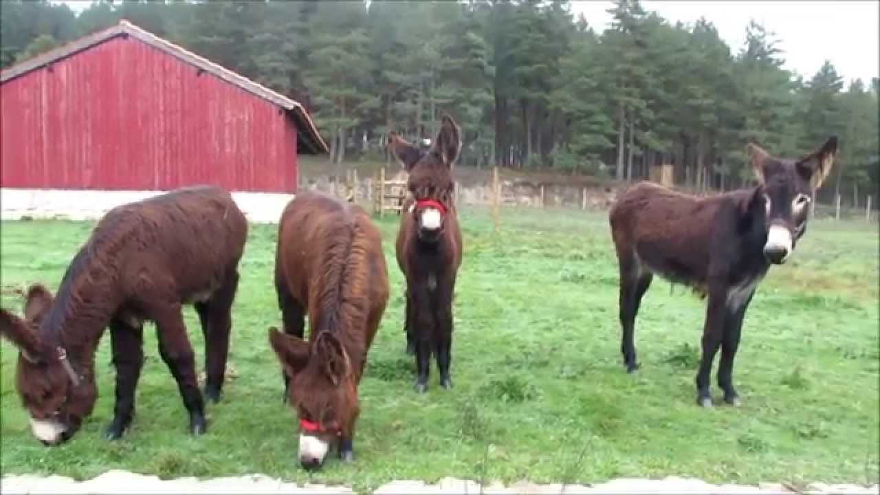 Burros de Miranda no BNB - YouTube