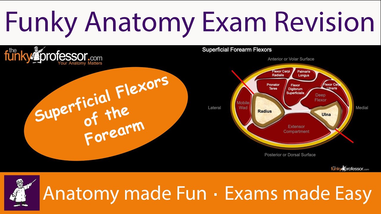 Superficial Flexor Compartment of the Forearm - Exam Revision - YouTube