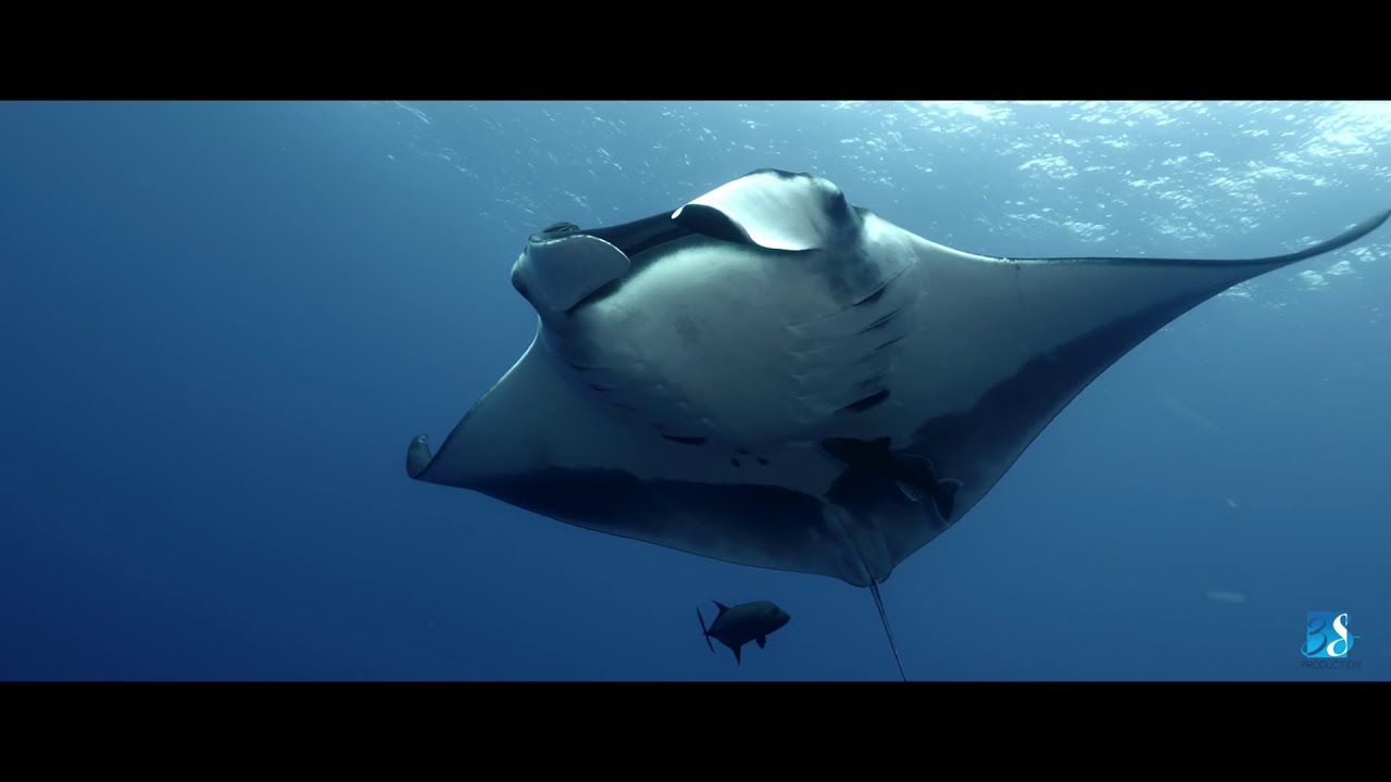 THE GIANT PACIFIC MANTA RAY -SOCORRO ISLAND 2021- - YouTube