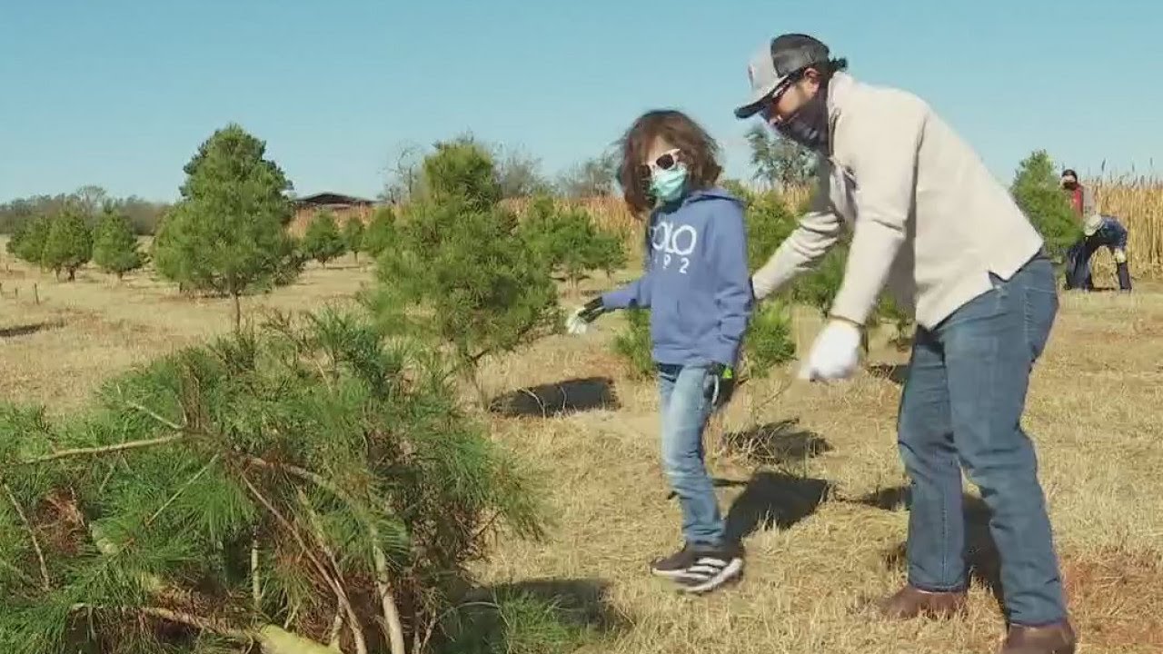 Elgin Christmas Tree Farm a holiday tradition for some - YouTube