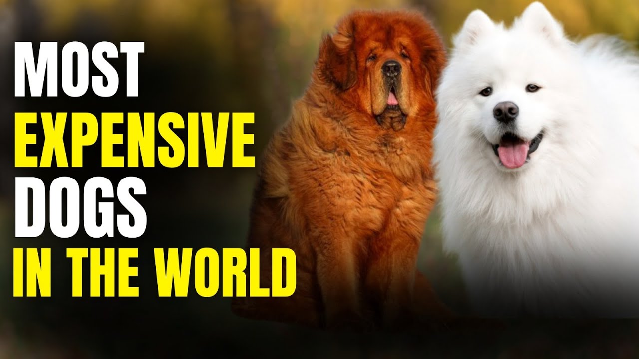 20 Most Expensive Dogs in the World: Luxury Breeds You Need to See ...