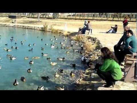 Pamukkale ördek sesleri #poyracık