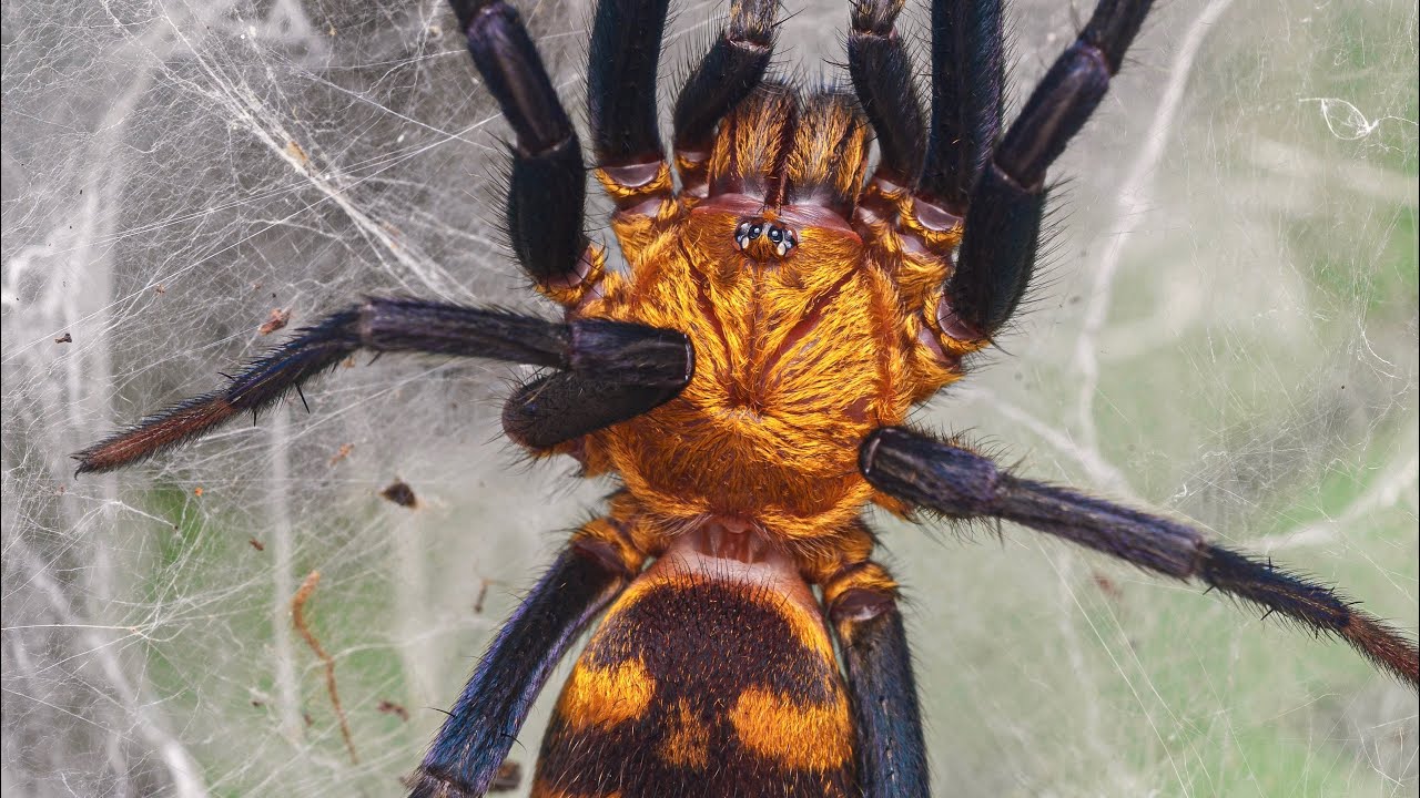 Linothele fallax feeding. - YouTube