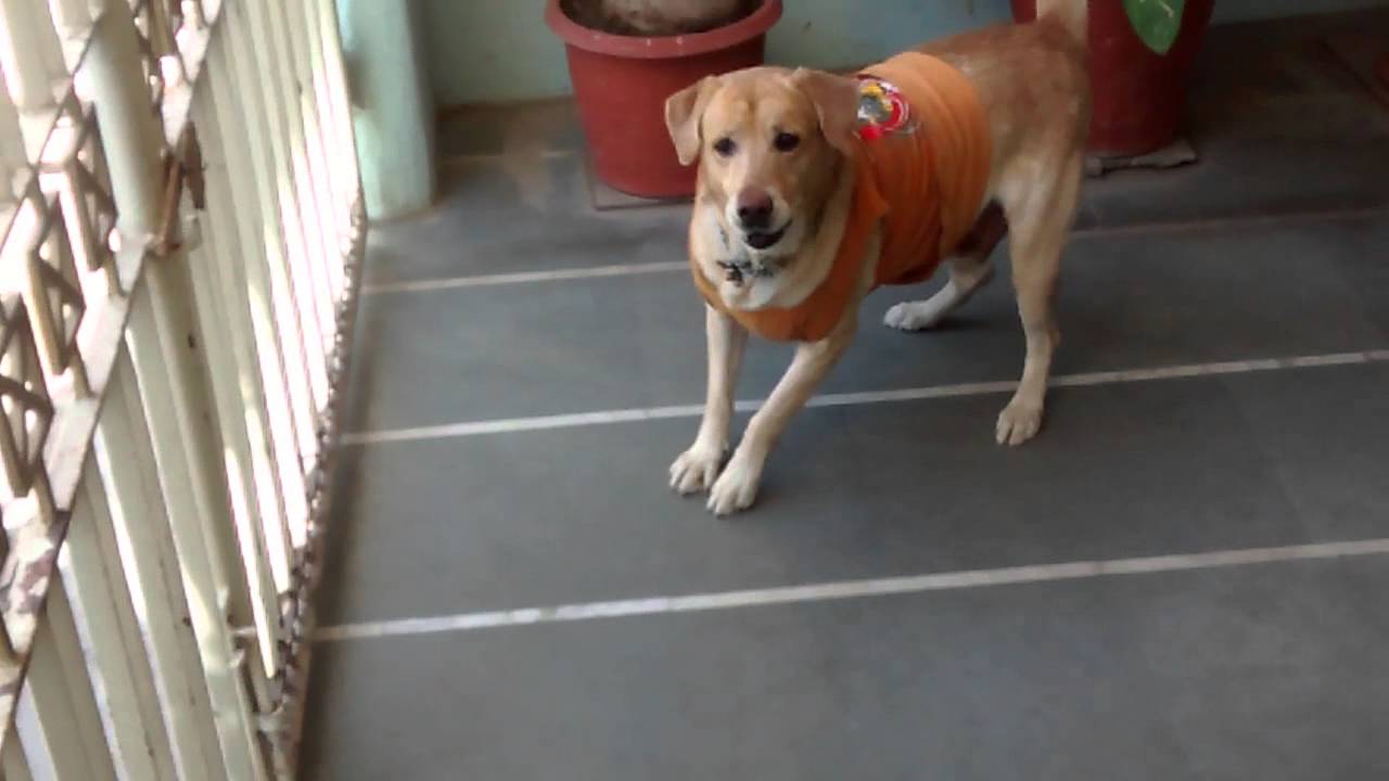 Bozo the dog unleashed on 'Kalki' the Cat -- Watch what happens - YouTube