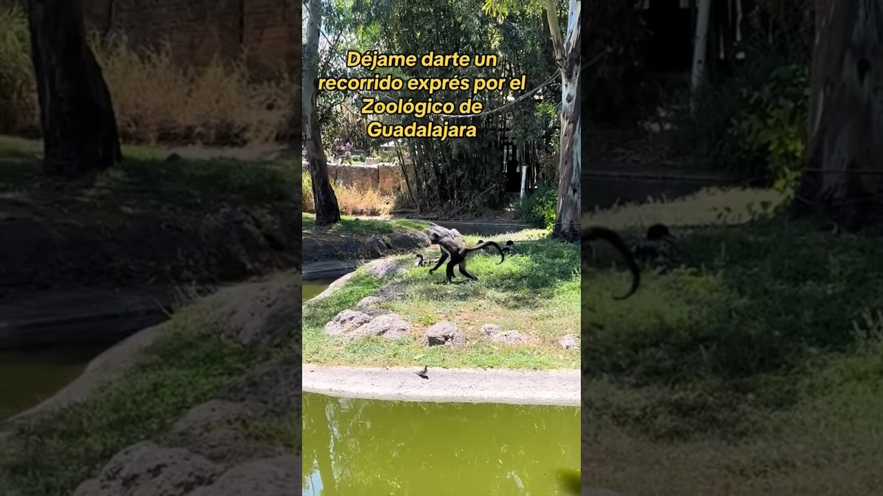 Recorrido por el zoológico de Guadalajara #zoo #zoologico #guadalajara ...