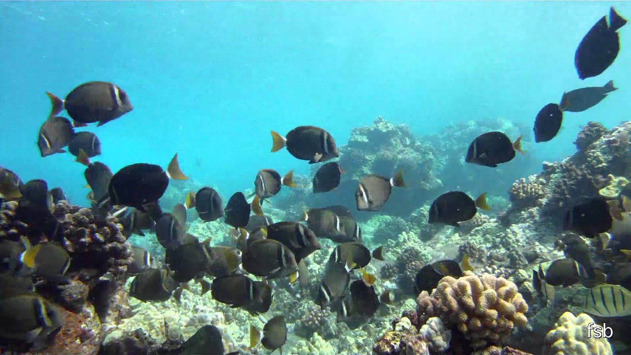 One Very Busy Day On The Reef (11 minutes underwater) - YouTube