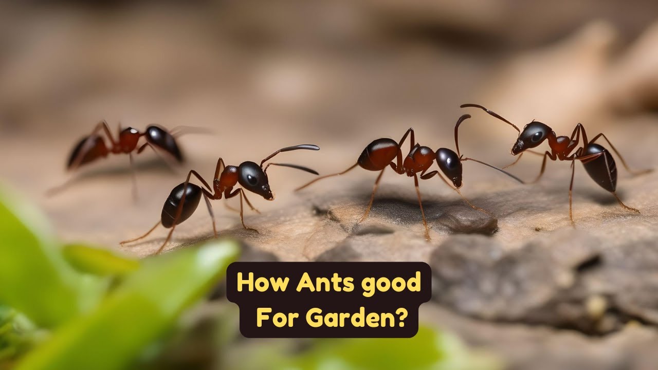How Ants Good For Garden? - YouTube
