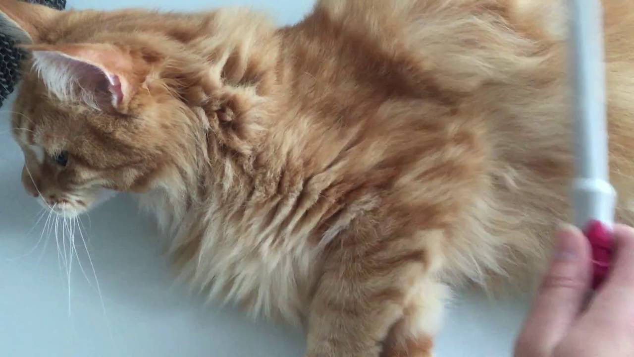 Maine Coon kat Gyllynn spelen met de borstel - Dierenoppas Amersfoort ...