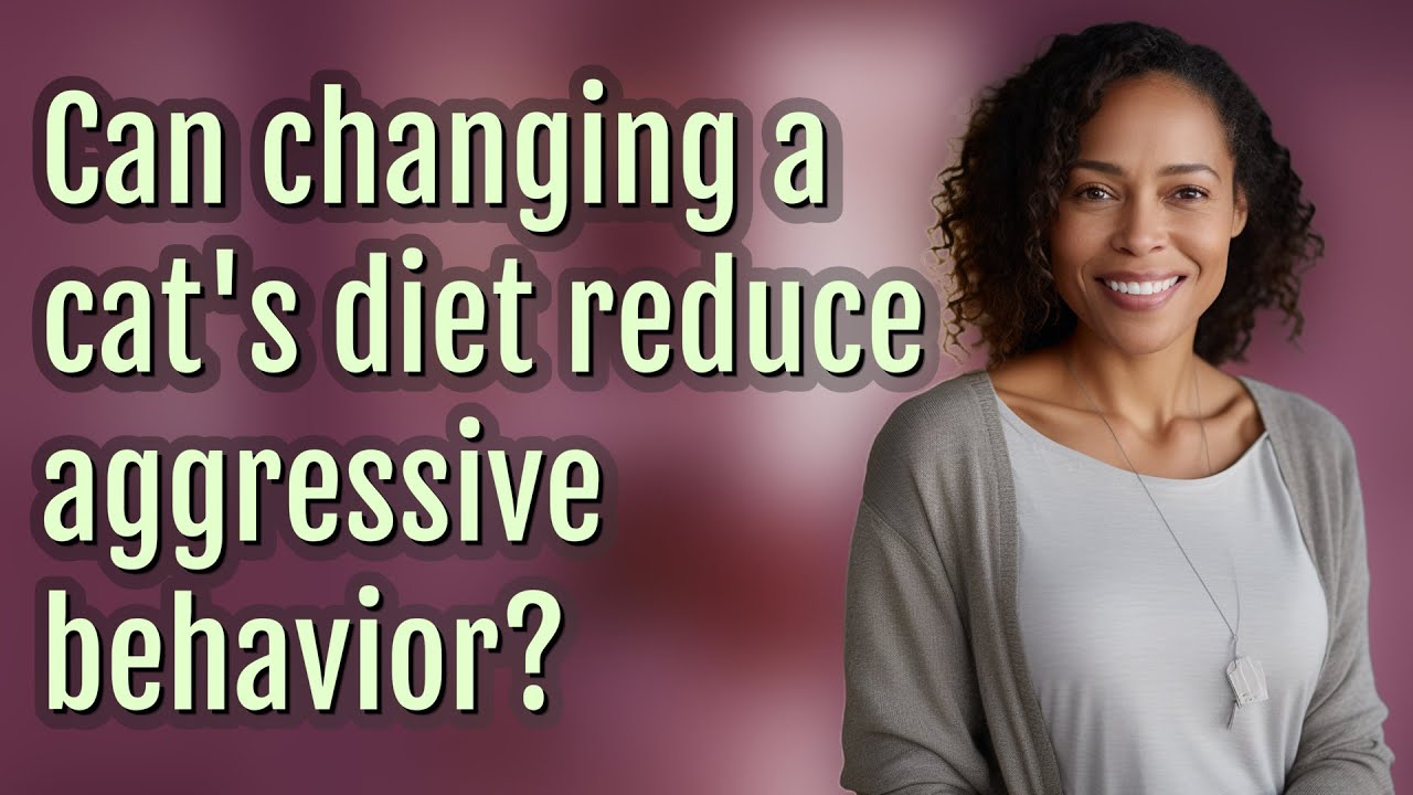 Can changing a cat's diet reduce aggressive behavior? - YouTube