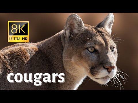 Beeindruckende Nahaufnahmen von Pumas in einem Wald und Zoo-8k [Ultra HD]