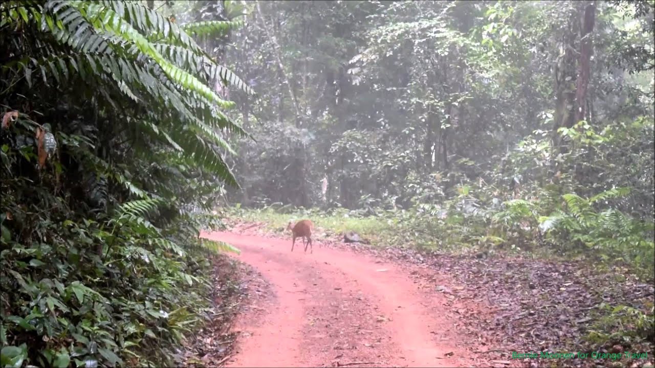 Deer spotted on the road up to the Brownsberg Nature Park - Suriname ...