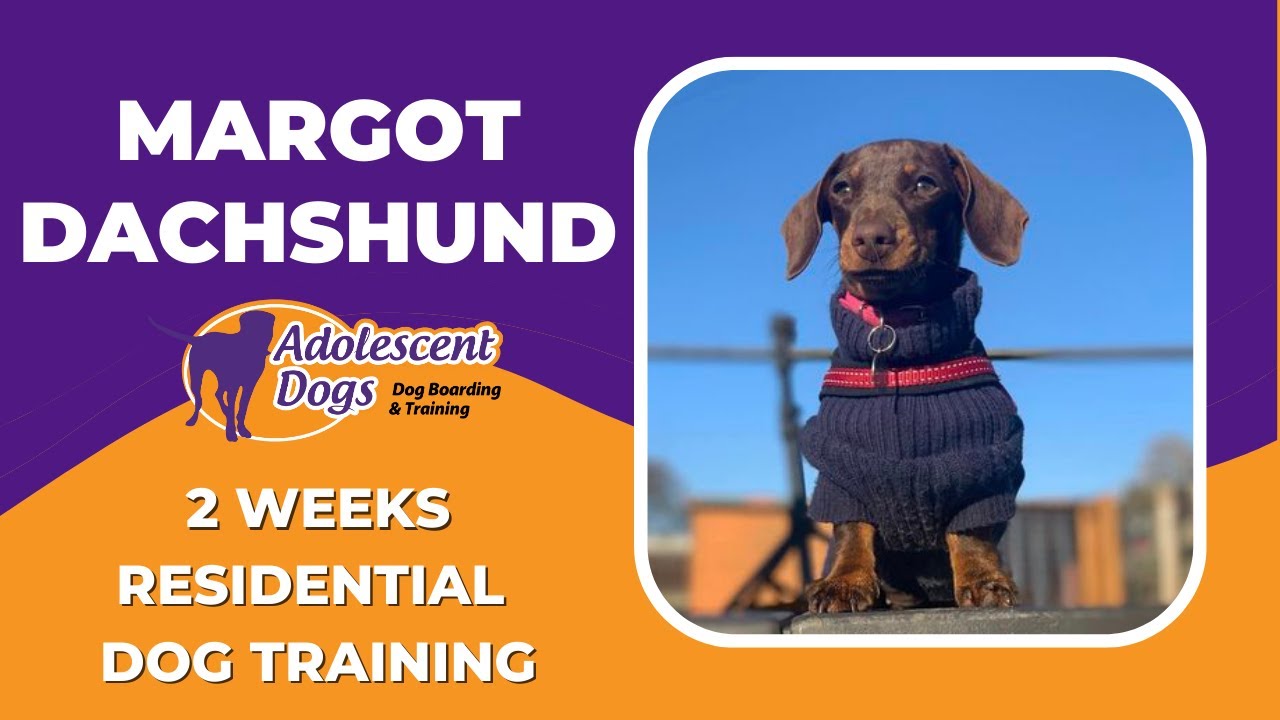 Margot the Miniature Dachshund puppy - 2 Weeks Residential Dog Training ...