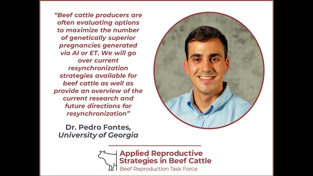 Dr. Pedro Fontes - Resynchronization strategies for beef cattle - YouTube