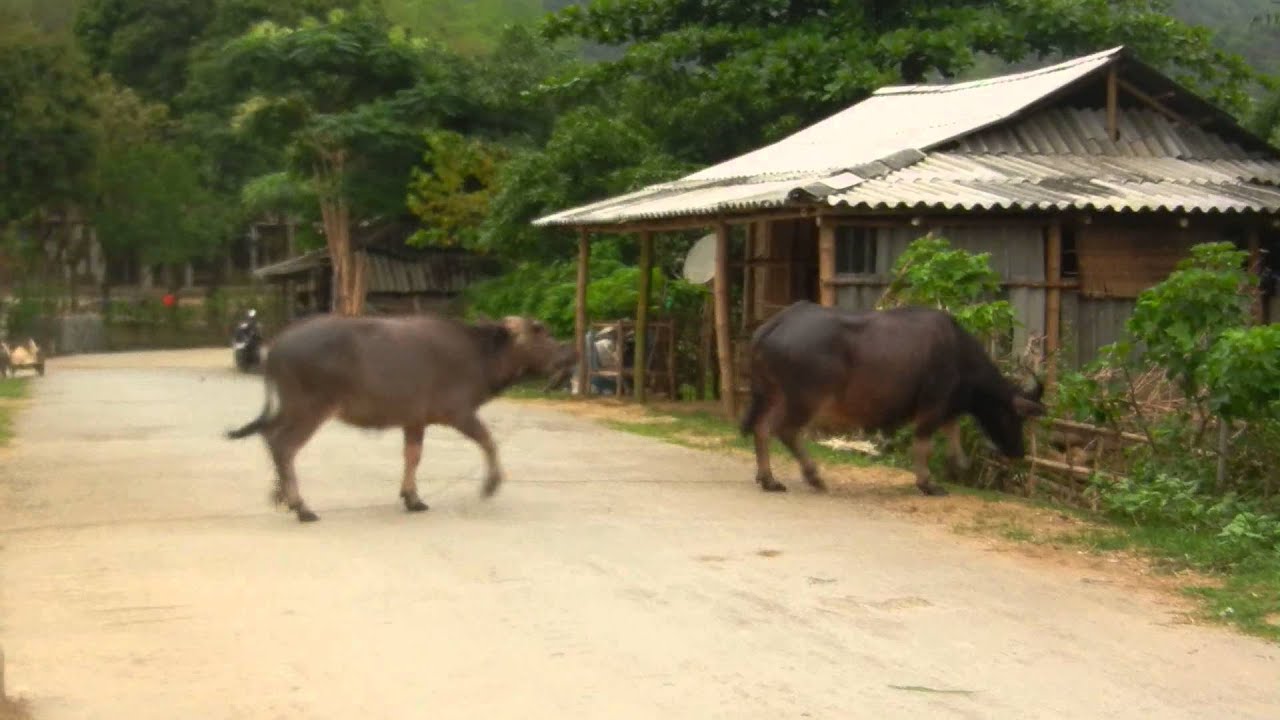 Water Buffalo Running - YouTube