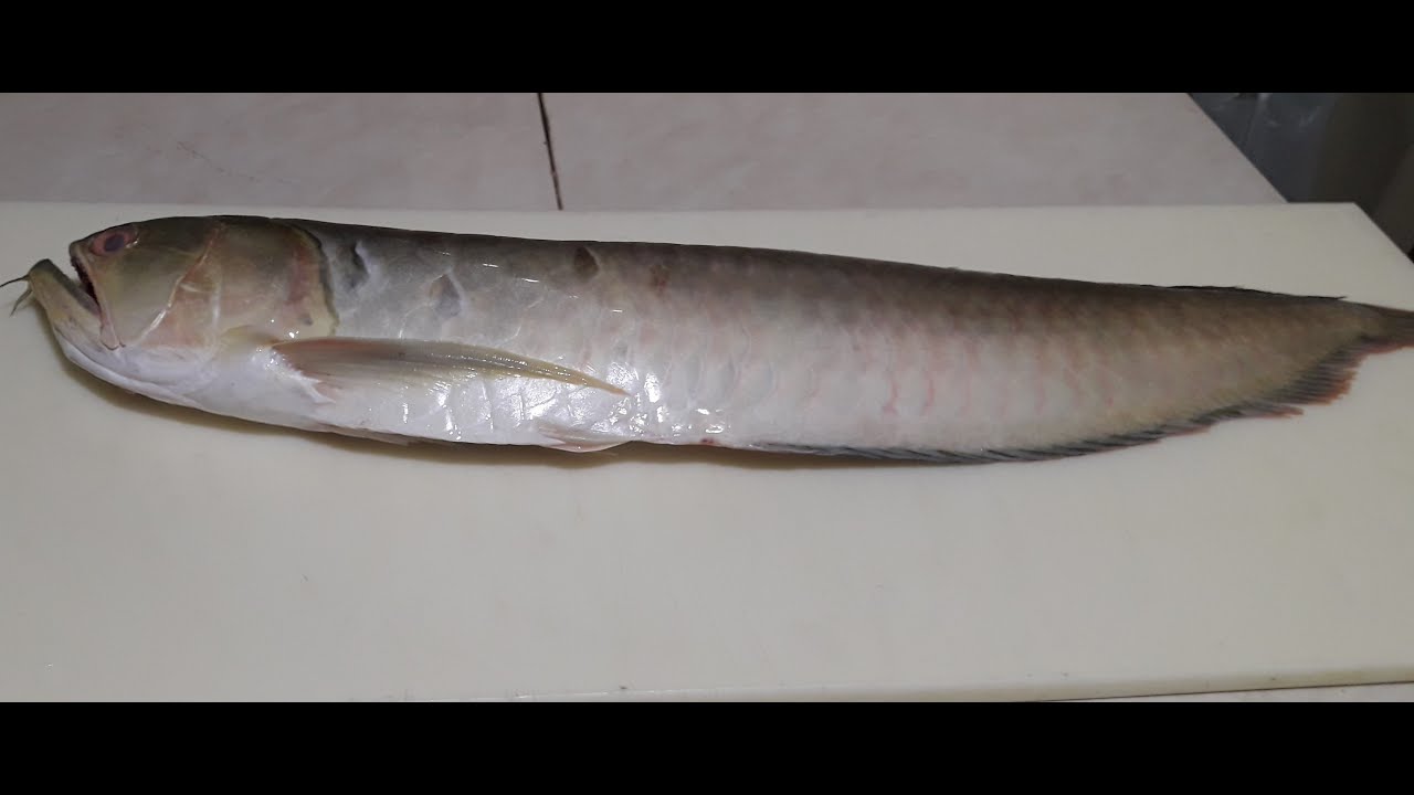 Arowana Fillet (Clean) #junglefishing #bushfish #fishinginthejungle ...