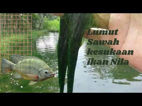lumut Sawah Umpan Alami Mancing ikan Nila #umpanjitu - YouTube