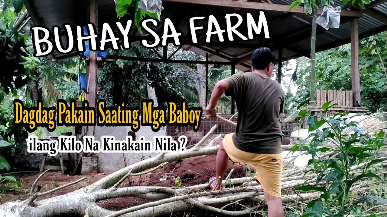 BUHAY SA FARM - BABOY NA MALAPAD ANG KATAWAN - DAGDAG PAKAIN SAATING ...