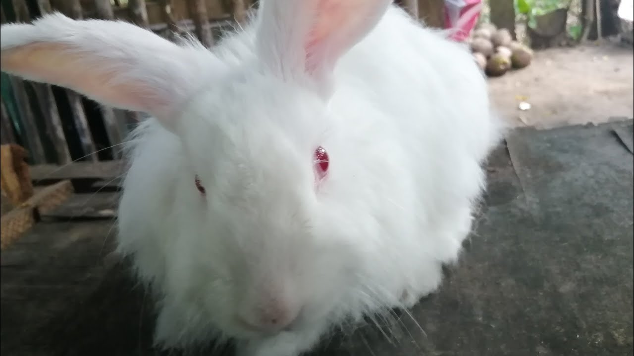 LNZ LionHead White Red Eye Rabbit 🐰 😊 ♥ - YouTube