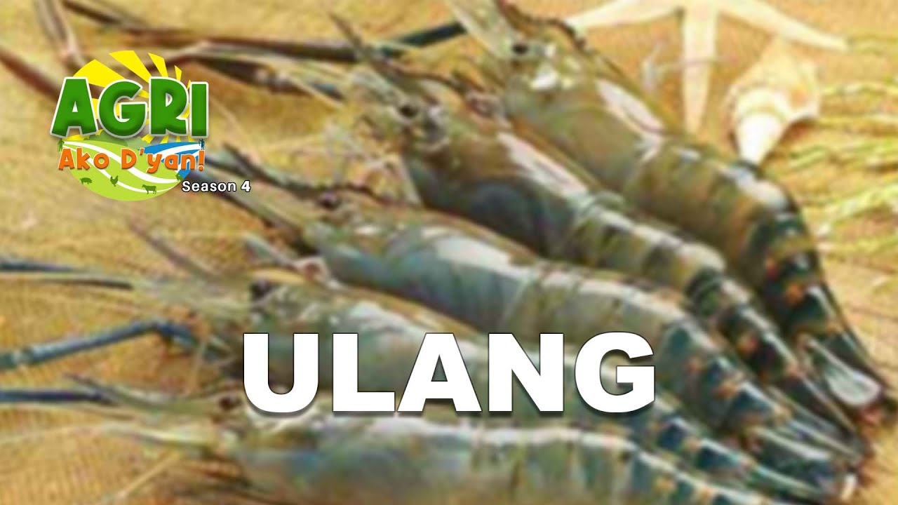 Ulang - YouTube