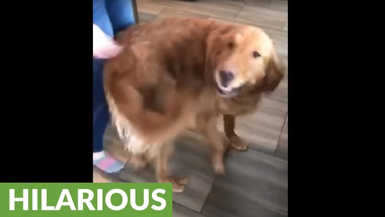 Golden Retriever "dances" during back scratches - YouTube