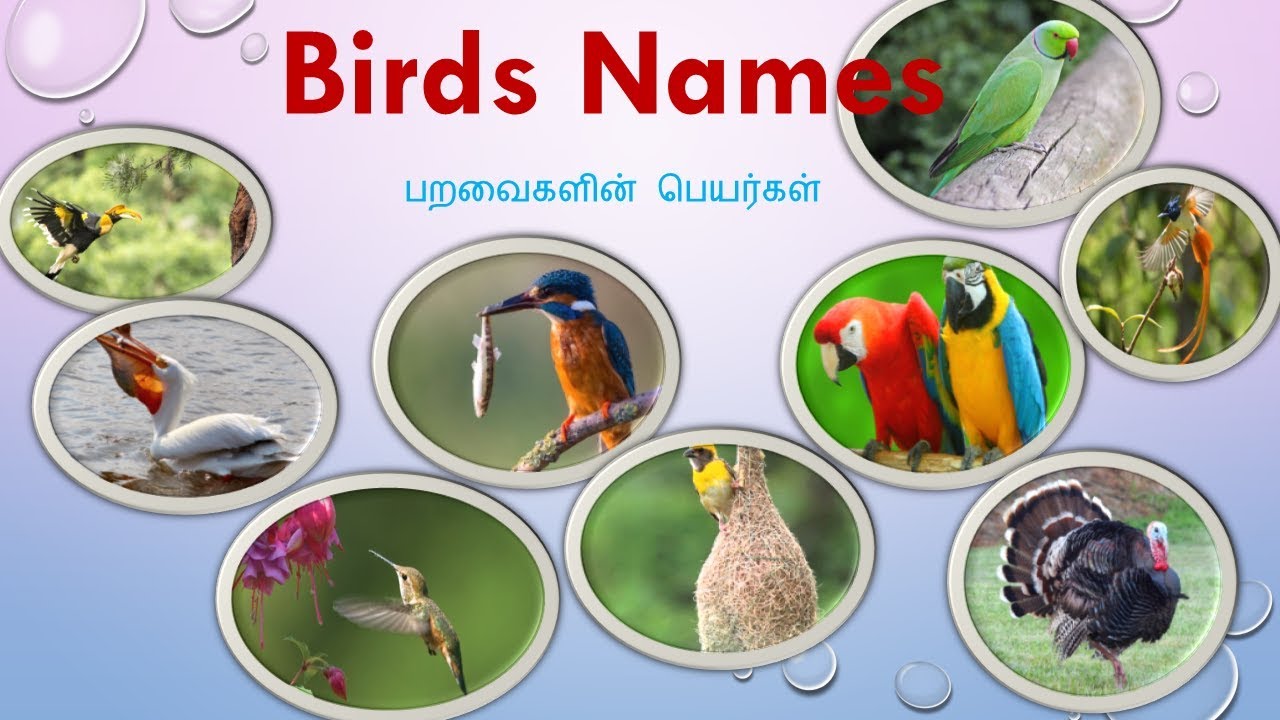 52 Types Of Birds Names In Tamil And English With Pictures YouTube